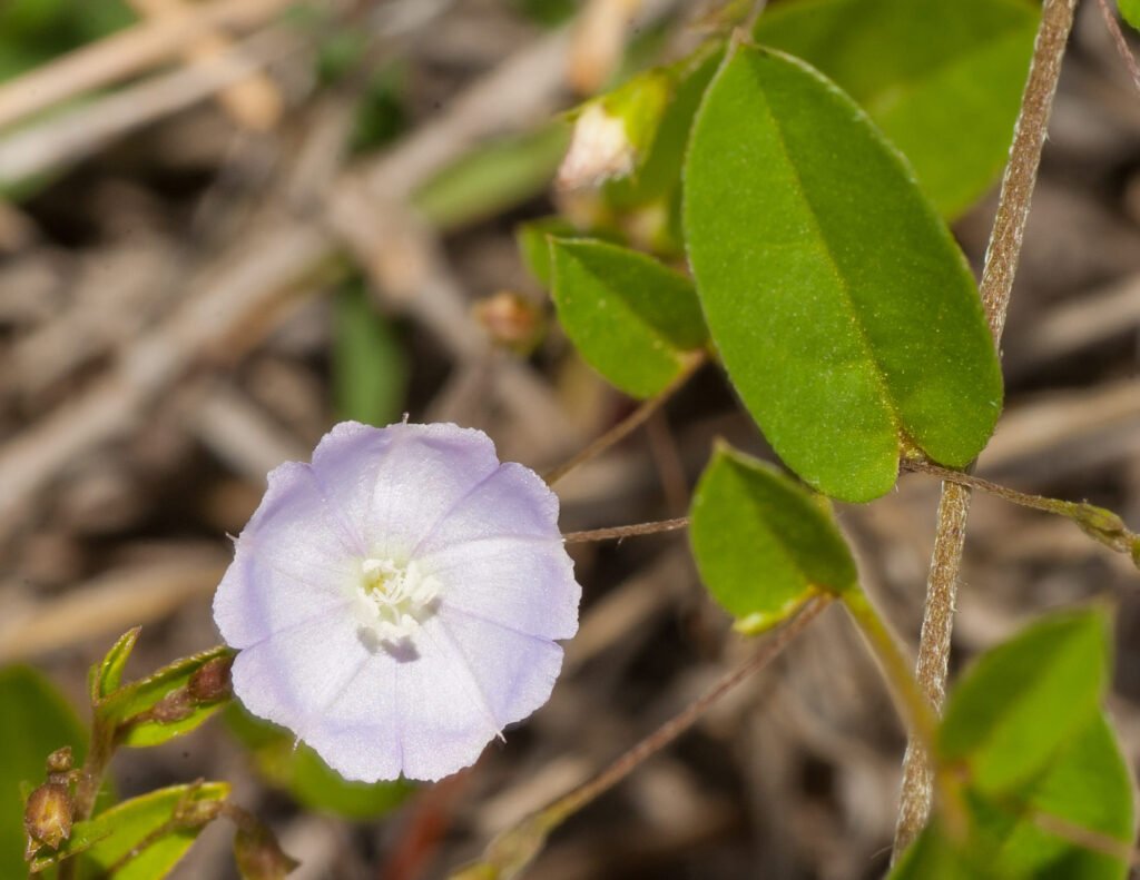 Como Cultivar Azulzinha: +20 Ideias Para Seu Jardim