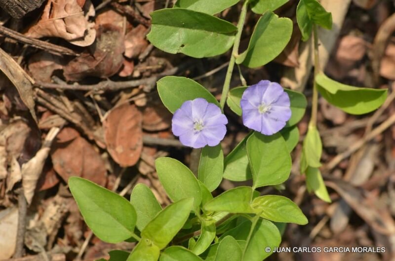 Como Cultivar Azulzinha: +20 Ideias Para Seu Jardim