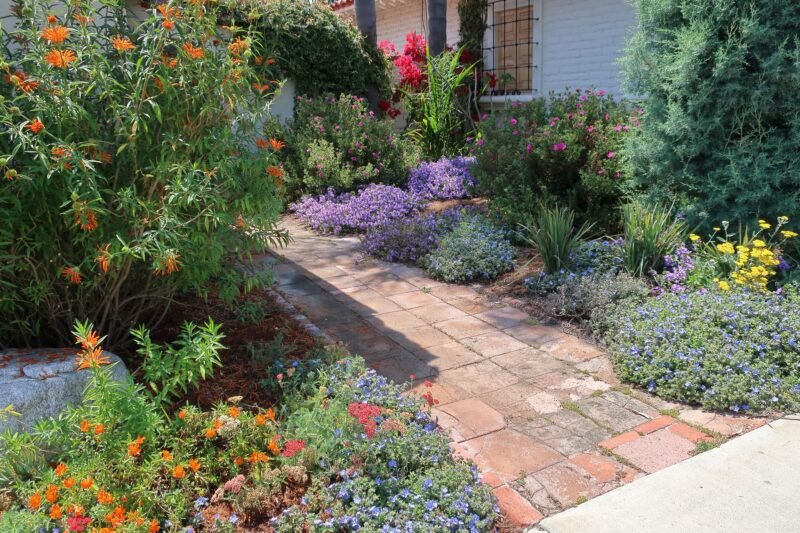 Como Cultivar Azulzinha: +20 Ideias Para Seu Jardim