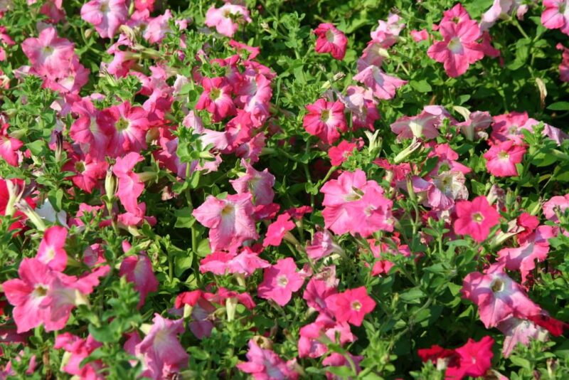 PETÚNIAS: SEGREDOS PARA VIVEREM MAIS TEMPO