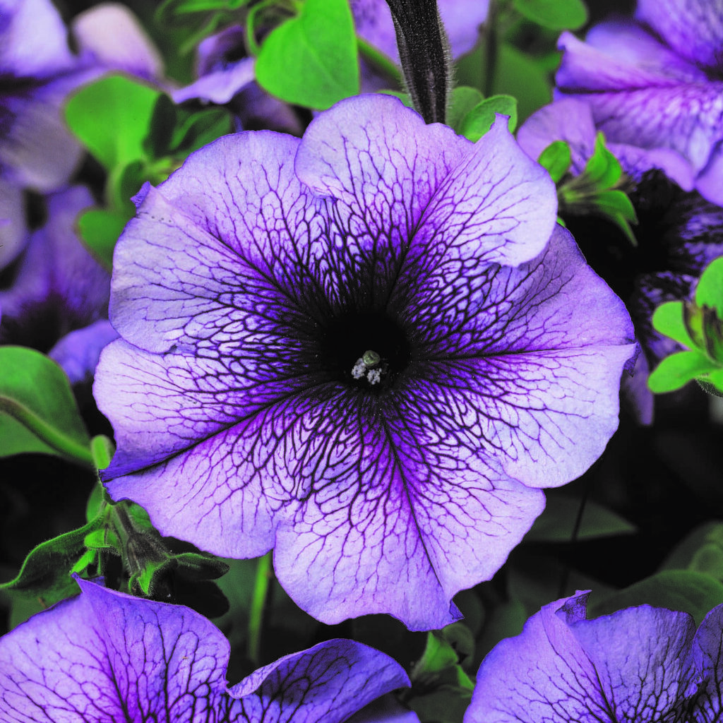 PETÚNIAS: SEGREDOS PARA VIVEREM MAIS TEMPO