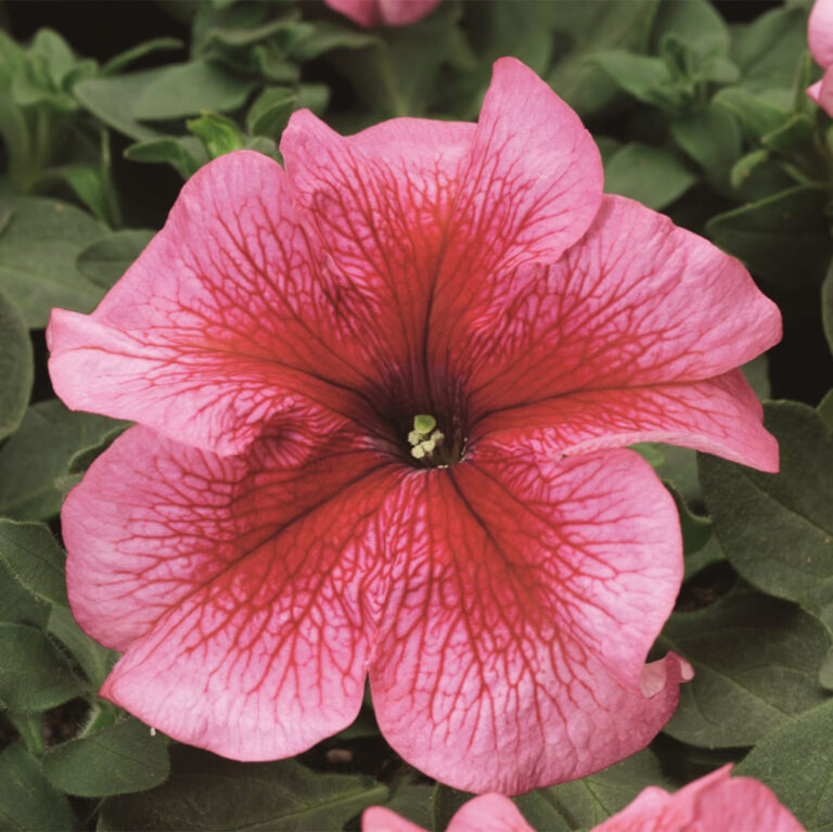 PETÚNIAS: SEGREDOS PARA VIVEREM MAIS TEMPO