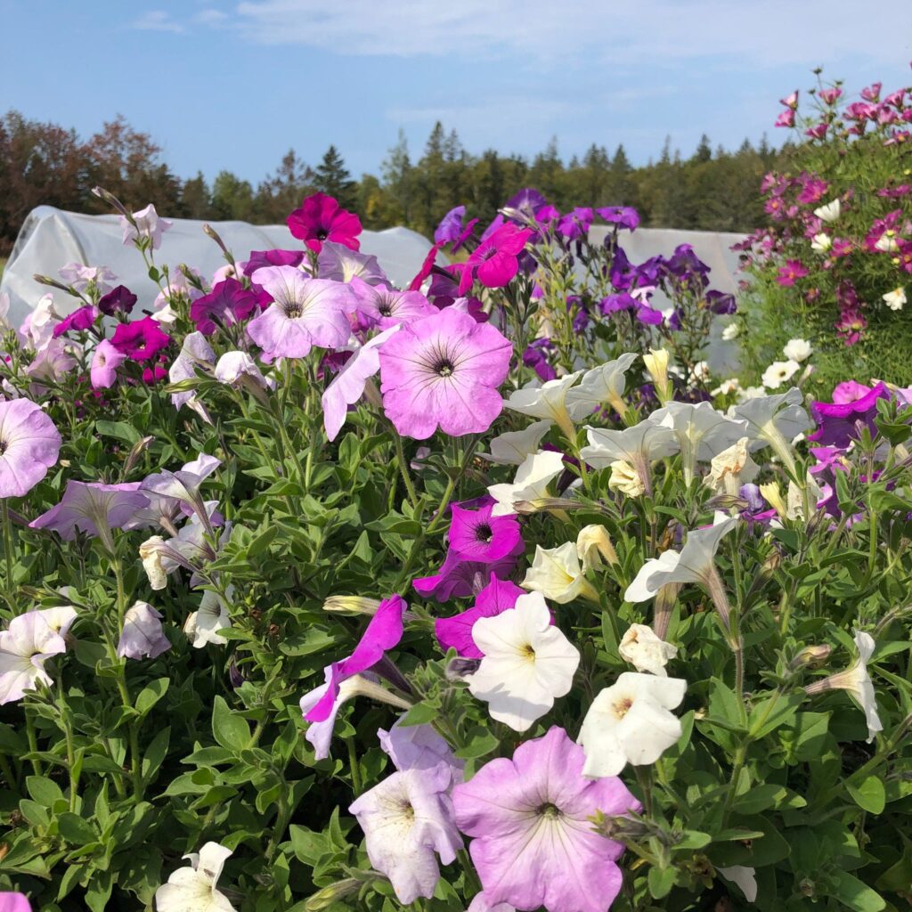 PETÚNIAS: SEGREDOS PARA VIVEREM MAIS TEMPO