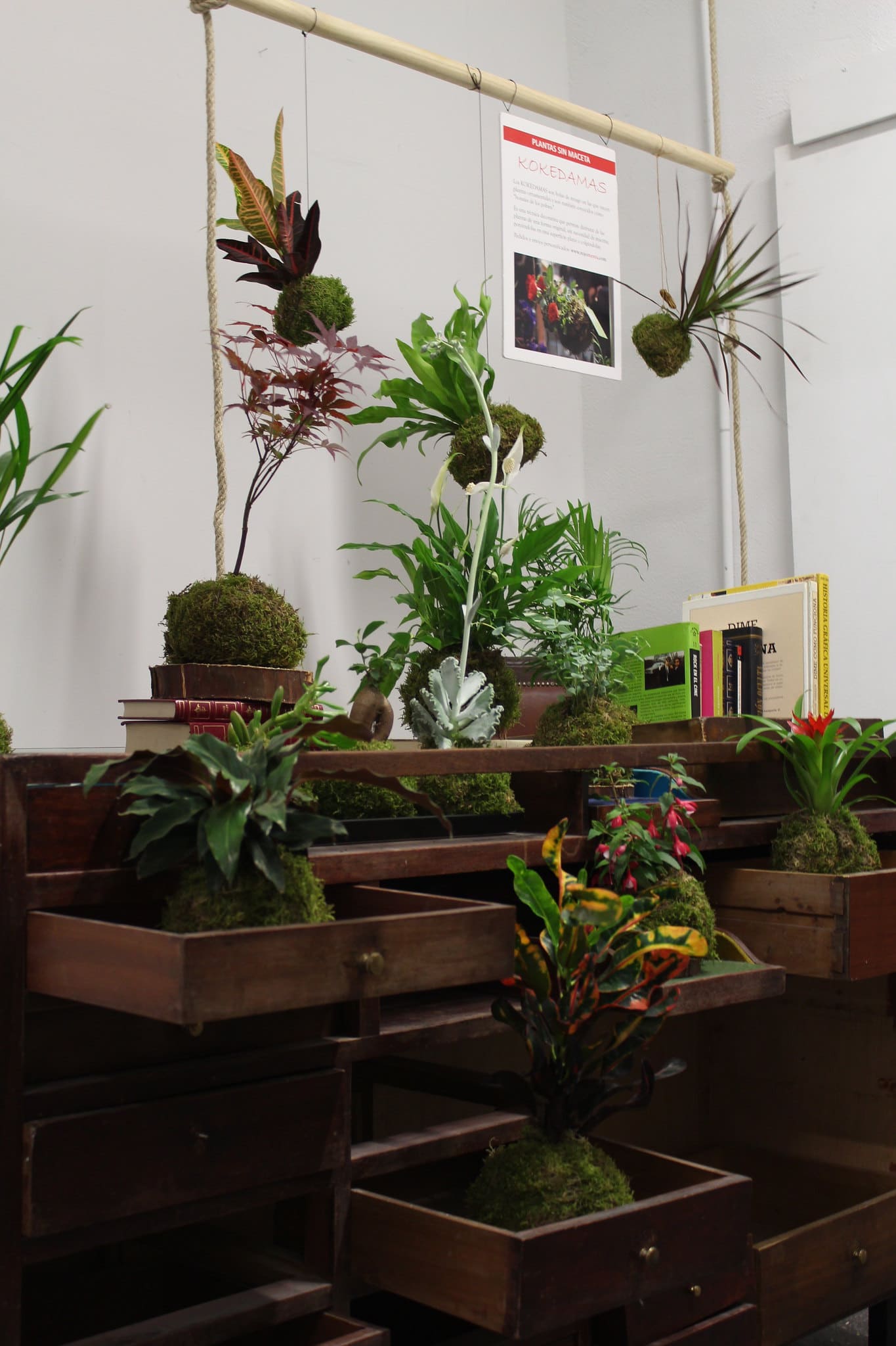 KOKEDAMAS: 3 DICAS ESSENCIAIS PARA SOBREVIVEREM