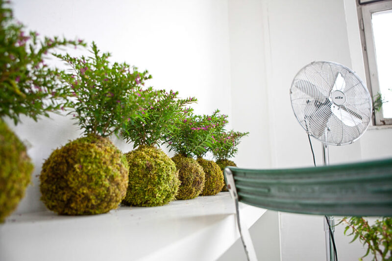 KOKEDAMAS: 3 DICAS ESSENCIAIS PARA SOBREVIVEREM