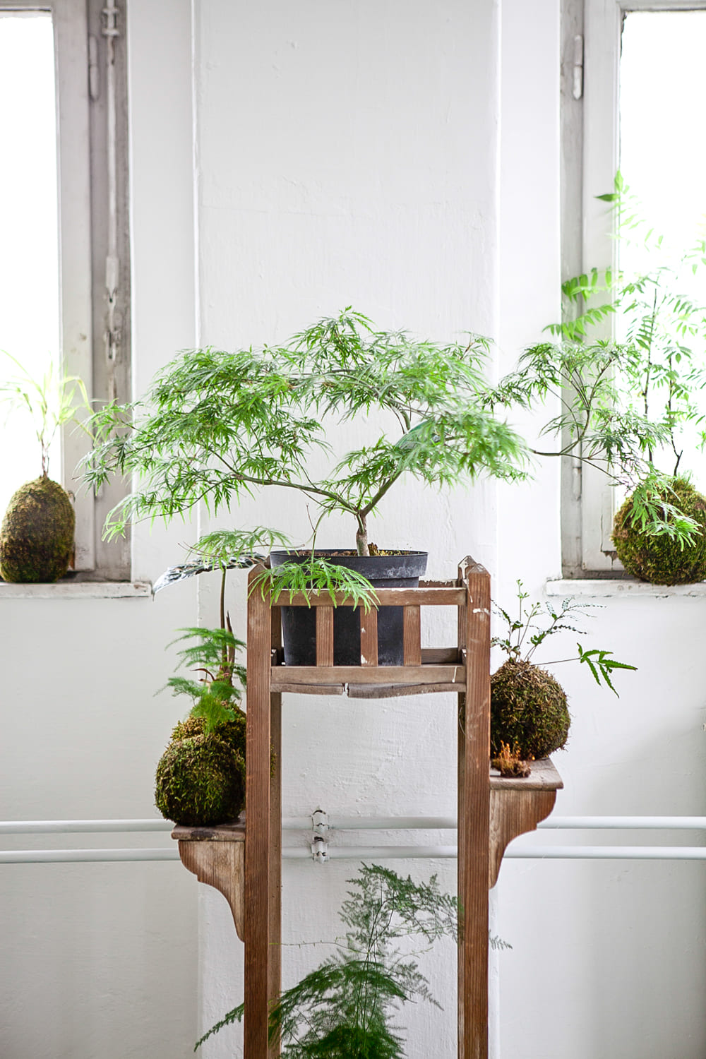 KOKEDAMAS: 3 DICAS ESSENCIAIS PARA SOBREVIVEREM