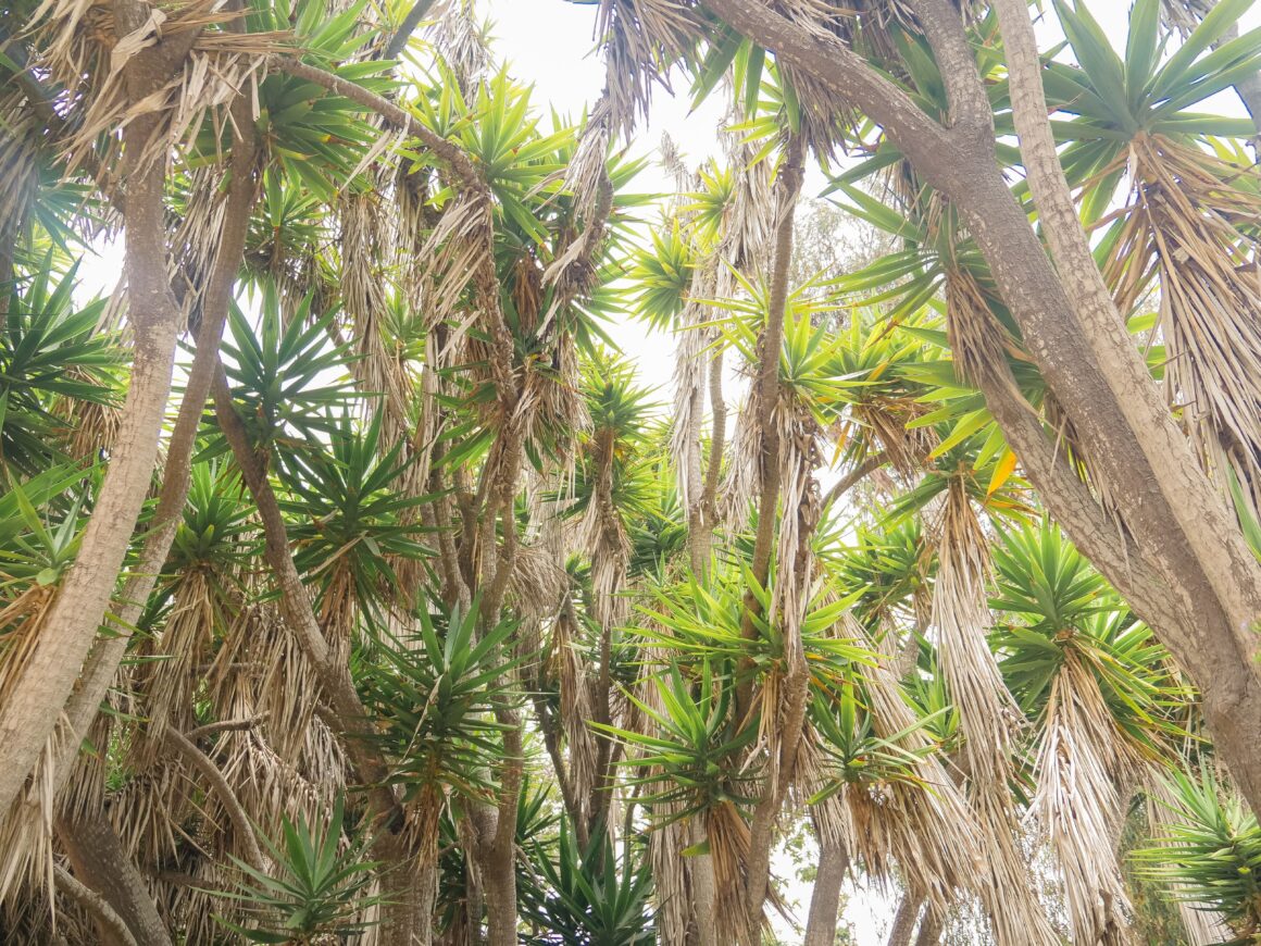 10 Plantas De Sol Para Você Ter No Seu Jardim