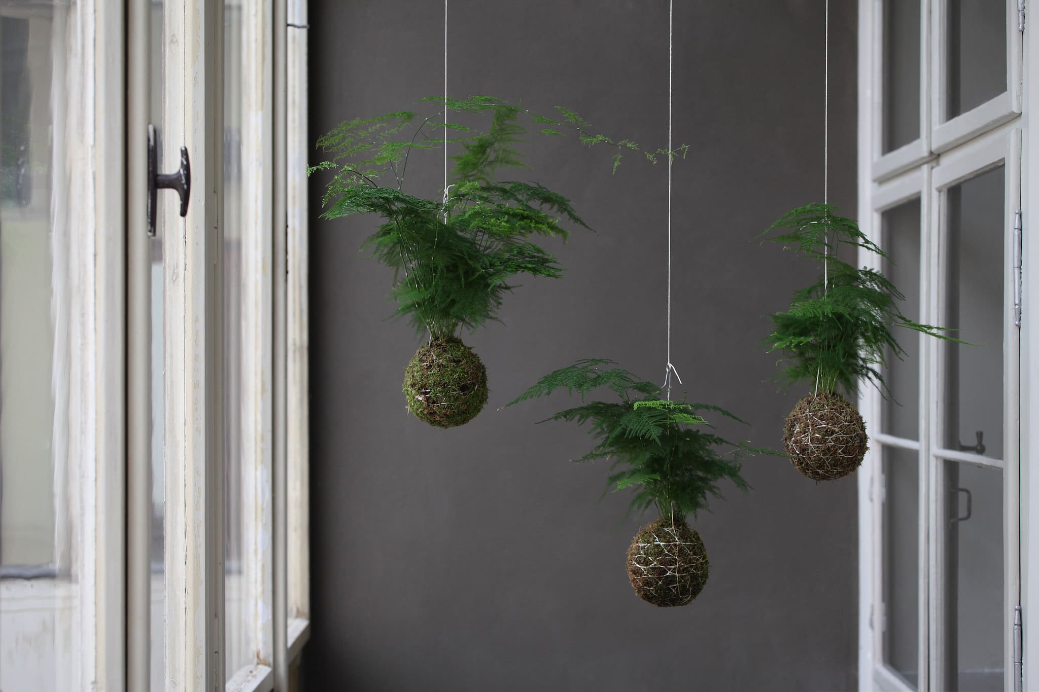 KOKEDAMAS: 3 DICAS ESSENCIAIS PARA SOBREVIVEREM