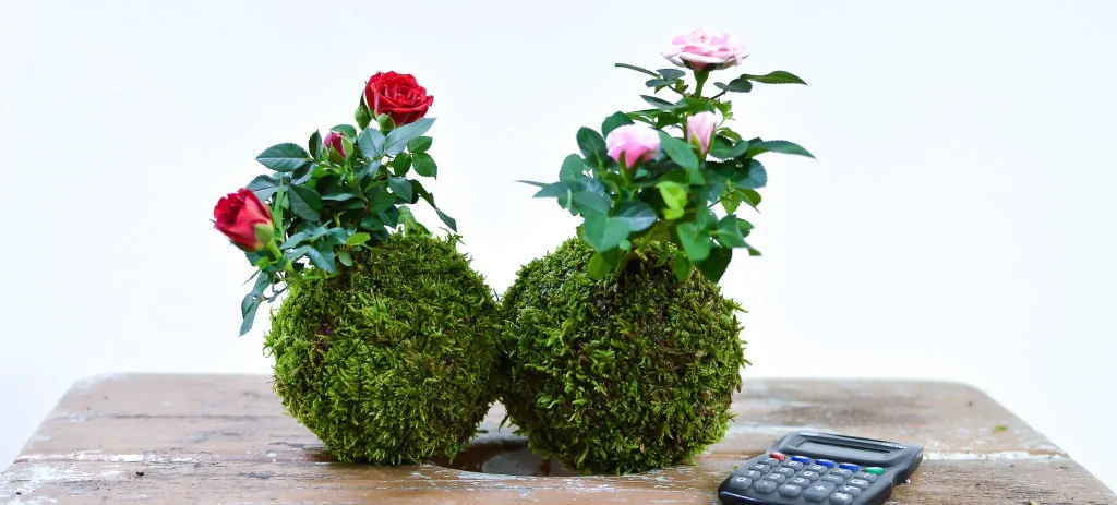 KOKEDAMAS: 3 DICAS ESSENCIAIS PARA SOBREVIVEREM