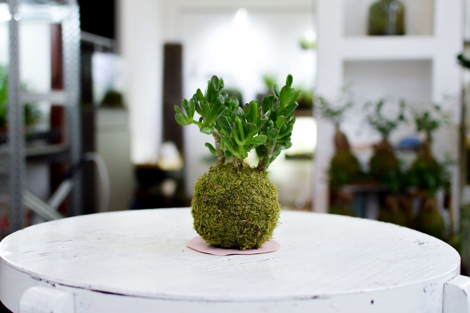 KOKEDAMAS: 3 DICAS ESSENCIAIS PARA SOBREVIVEREM