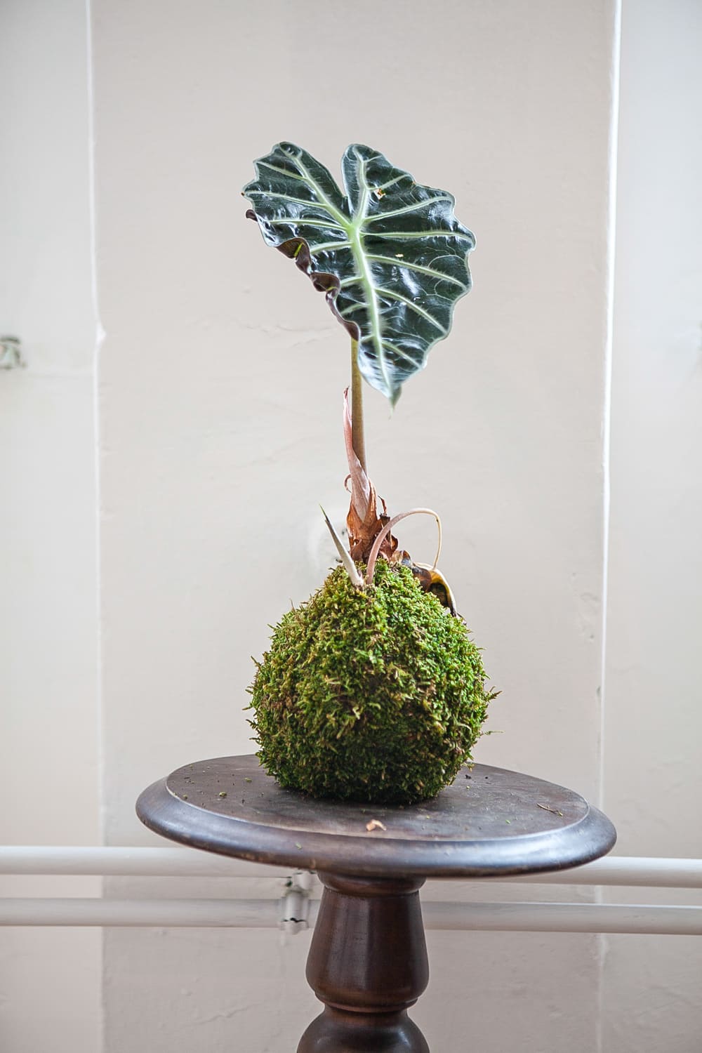 KOKEDAMAS: 3 DICAS ESSENCIAIS PARA SOBREVIVEREM