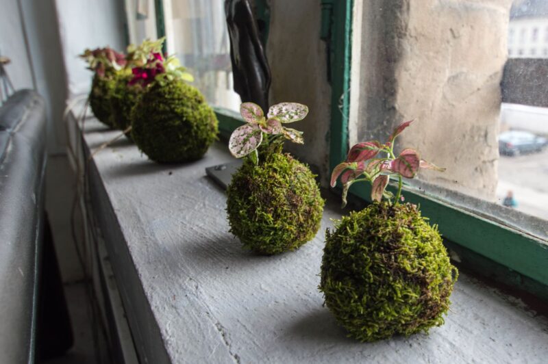 KOKEDAMAS: 3 DICAS ESSENCIAIS PARA SOBREVIVEREM