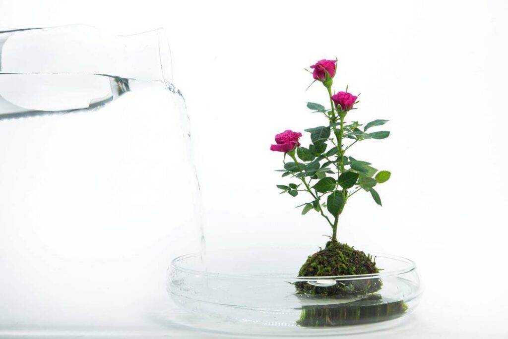 KOKEDAMAS: 3 DICAS ESSENCIAIS PARA SOBREVIVEREM