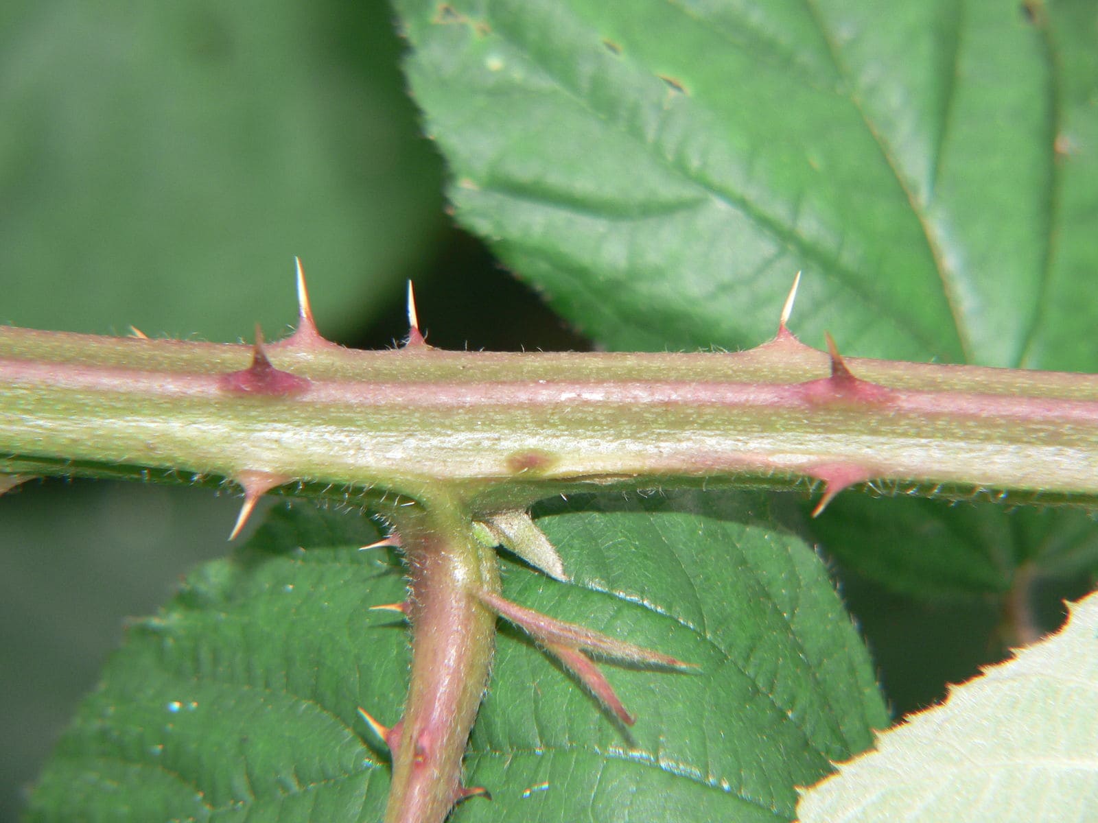 Como Cultivar Framboesa - Pergunte Ao Agrônomo