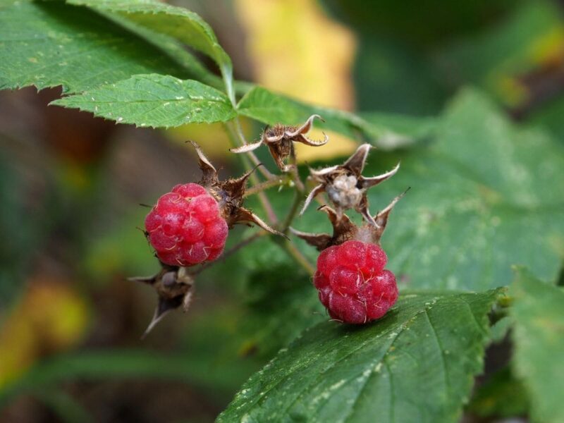 Como Cultivar Framboesa - Pergunte Ao Agrônomo