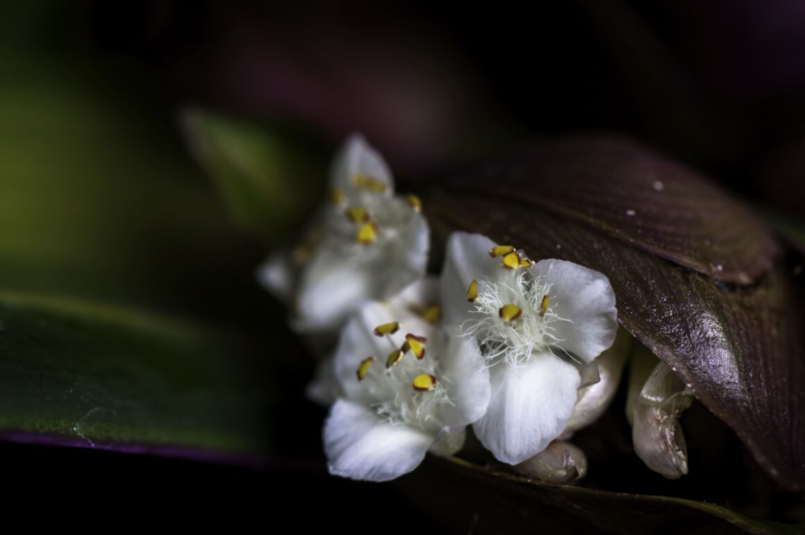 Abacaxi Roxo: Como Cultivar Adequadamente