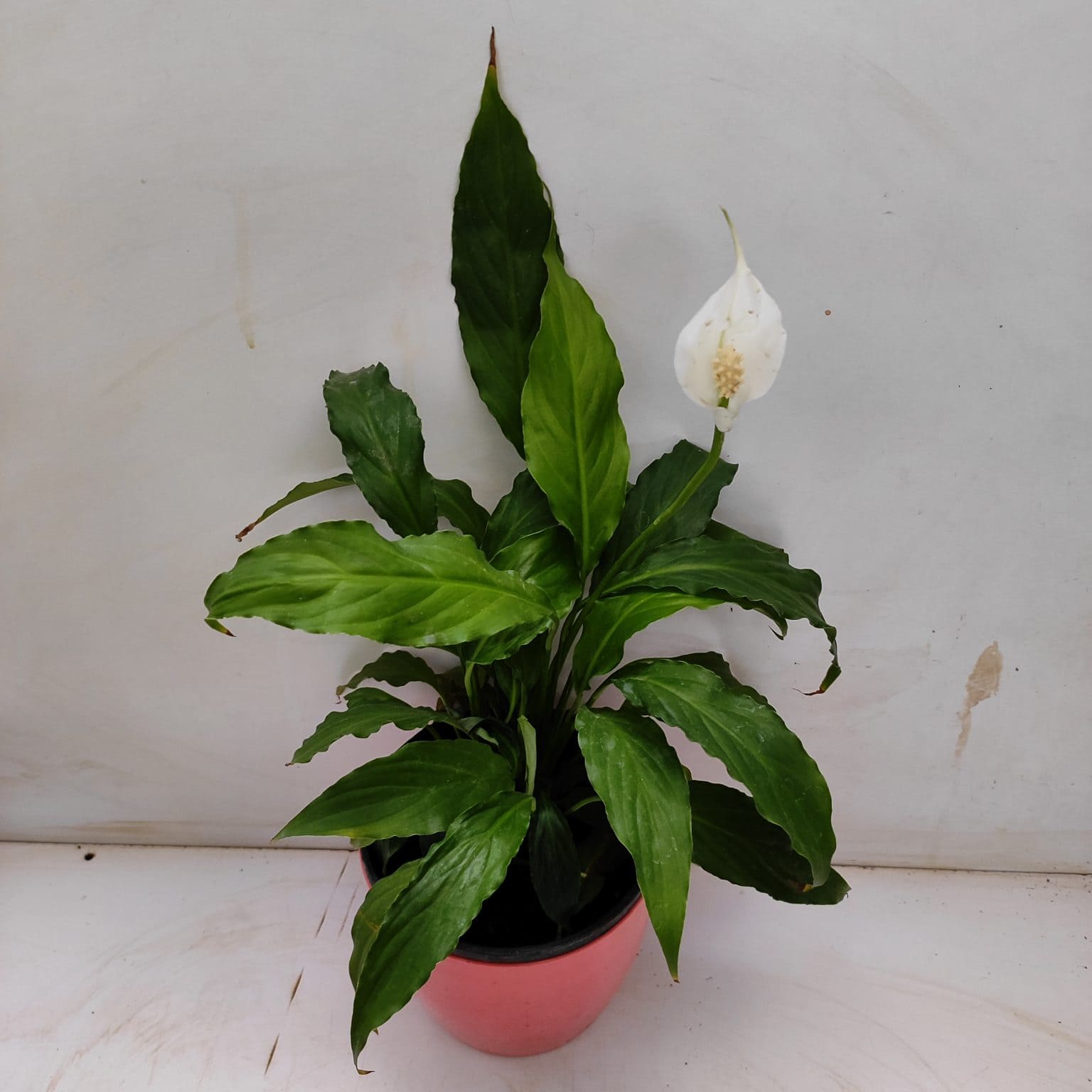 Como Cultivar Lírio Da Paz E 6 Dicas Essenciais