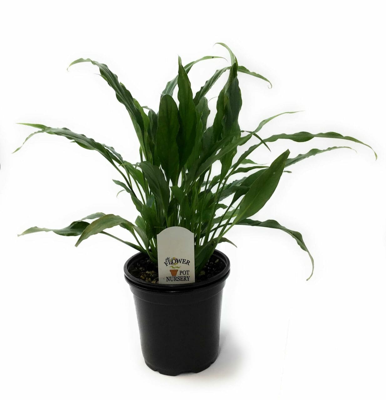 Como Cultivar Lírio Da Paz E 6 Dicas Essenciais