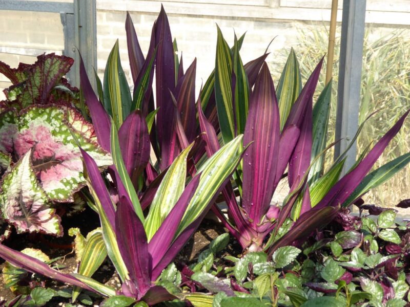 Abacaxi Roxo: Como Cultivar Adequadamente