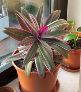 Abacaxi Roxo: Como Cultivar Adequadamente