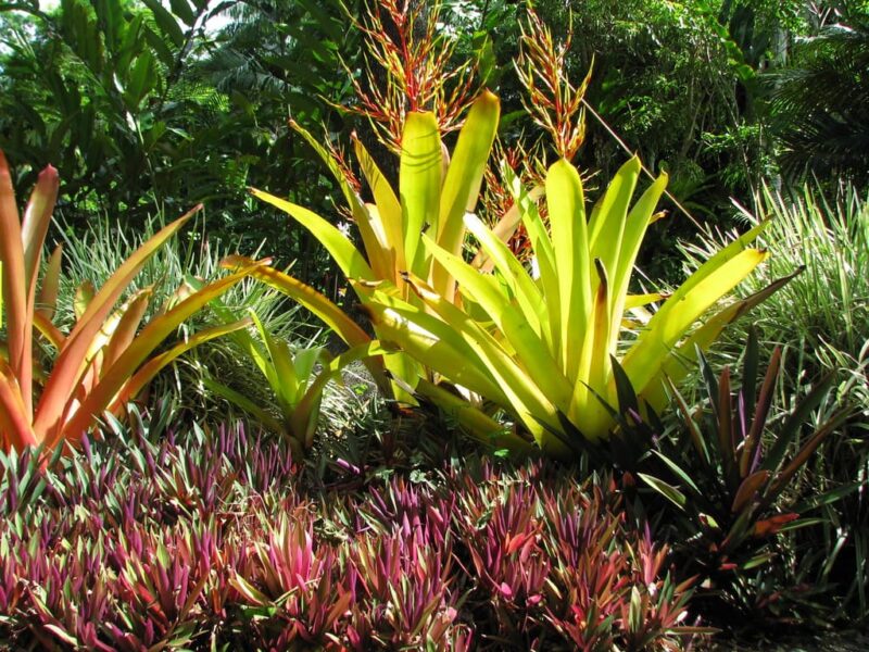 Abacaxi Roxo: Como Cultivar Adequadamente