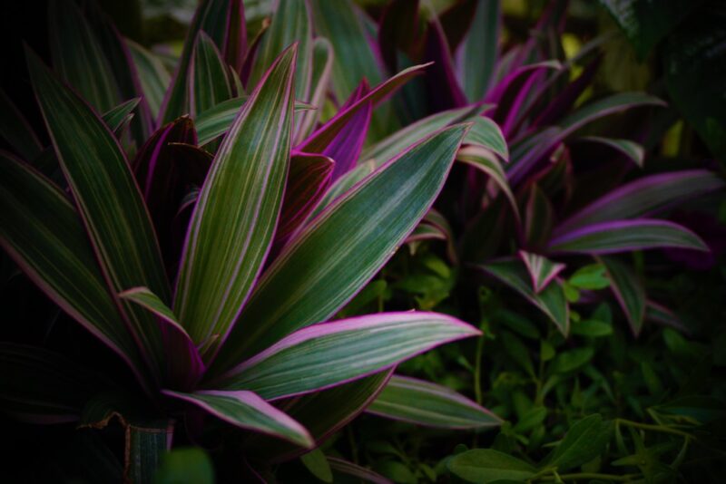 Abacaxi Roxo: Como Cultivar Adequadamente