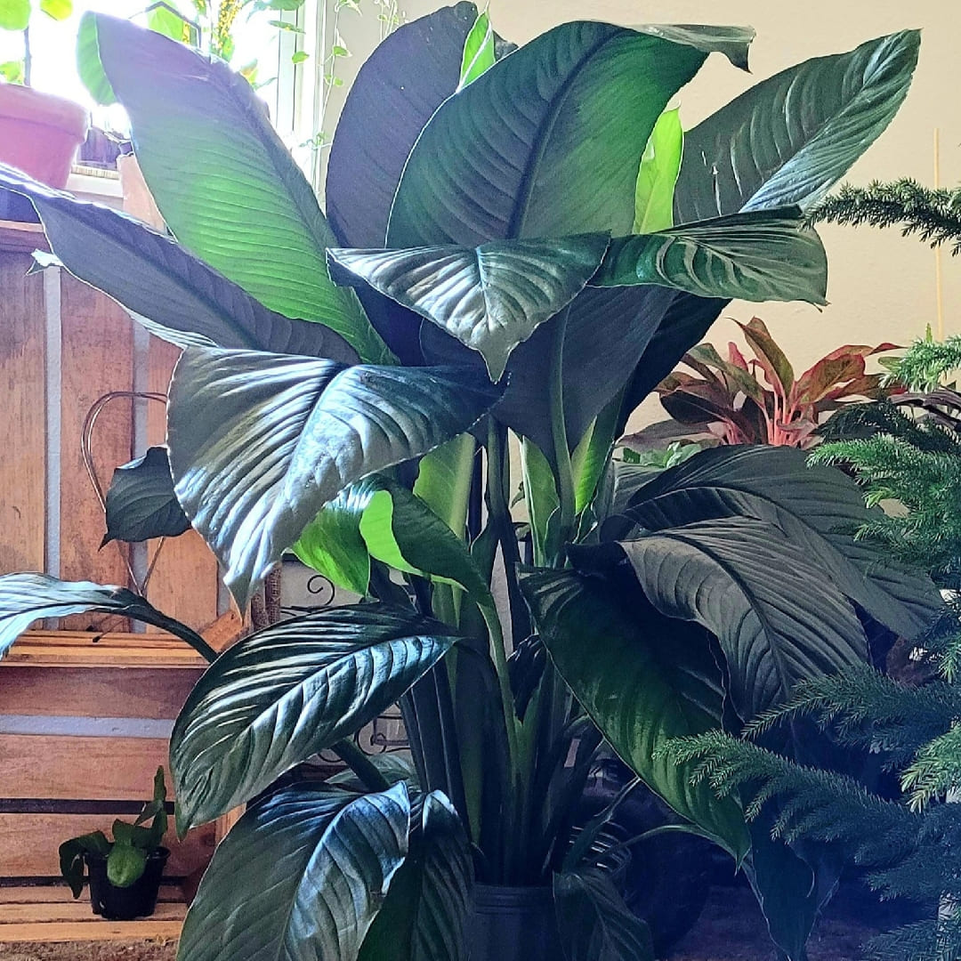 Lirio Da Paz Brotando - RETOEDU