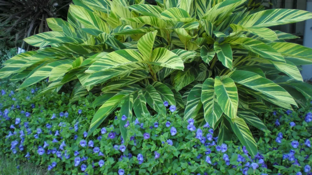 Planta Colônia: Planta Ornamental Com Propriedade Medicinal