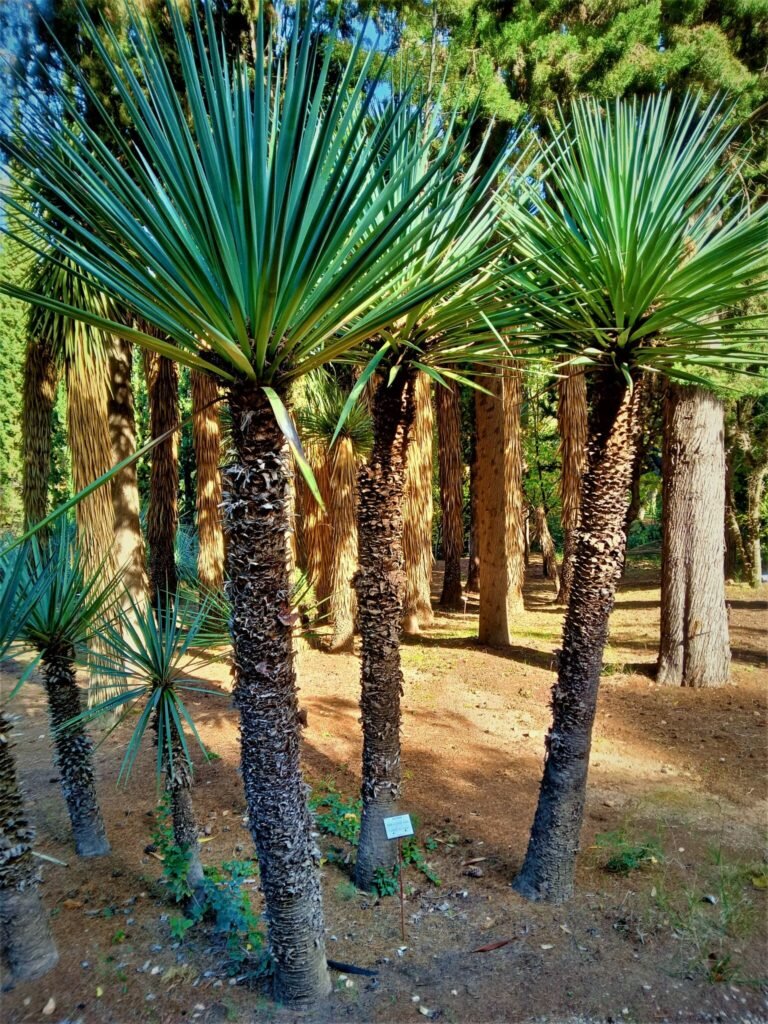 Yucca, Uma Planta Para Todas As Estações