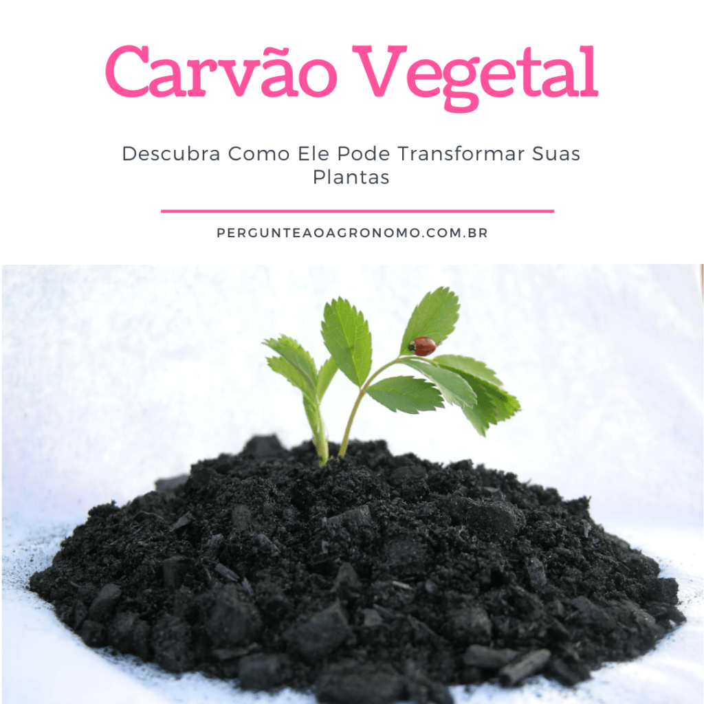 Descubra Como O Carvão Vegetal Transforma Plantas Descubra Como O Carvão Vegetal Transforma Plantas