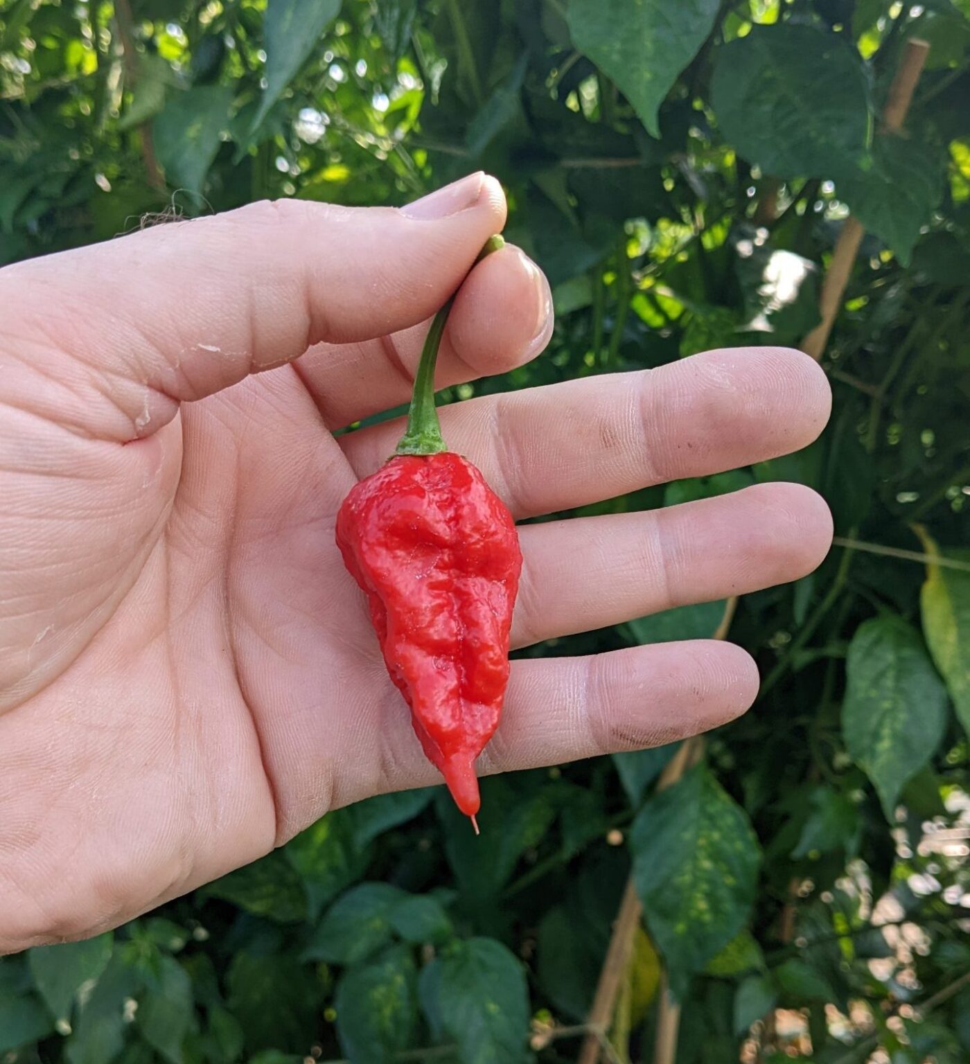 Conheça Os 20 Tipos De Pimentas Mais Picantes - Pergunte Ao Agrônomo