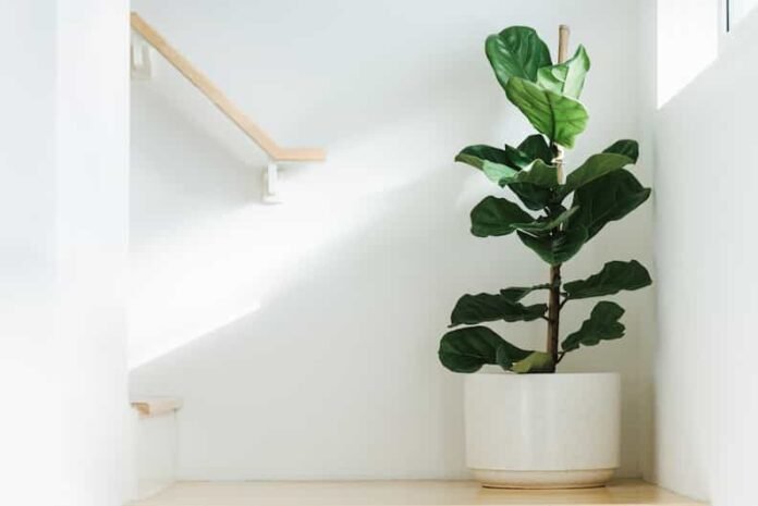 Ficus Lyrata: Os Segredos Para Cultivar Com Sucesso