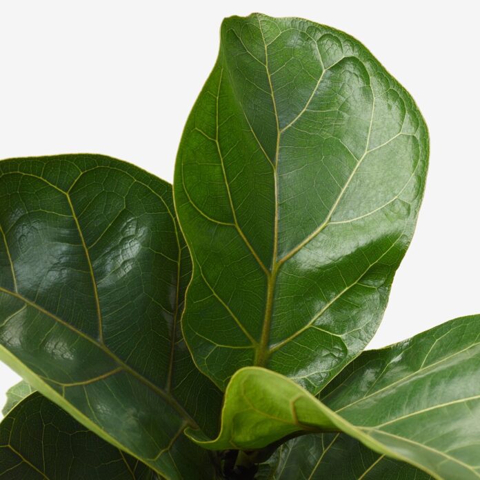 Ficus Lyrata: Os Segredos Para Cultivar Com Sucesso