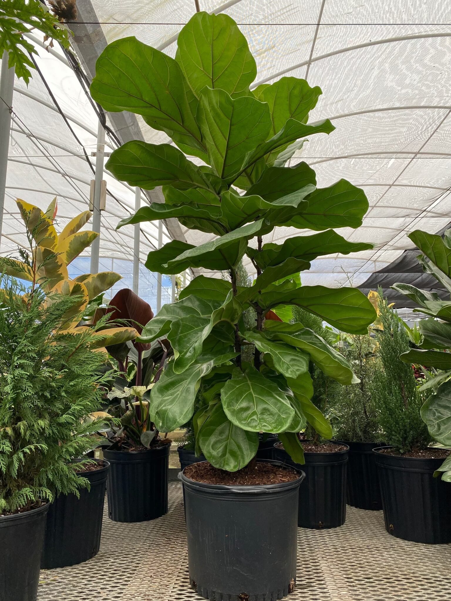 Ficus Lyrata: Os Segredos Para Cultivar Com Sucesso