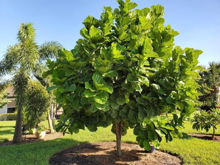 Ficus Lyrata: Os Segredos Para Cultivar Com Sucesso