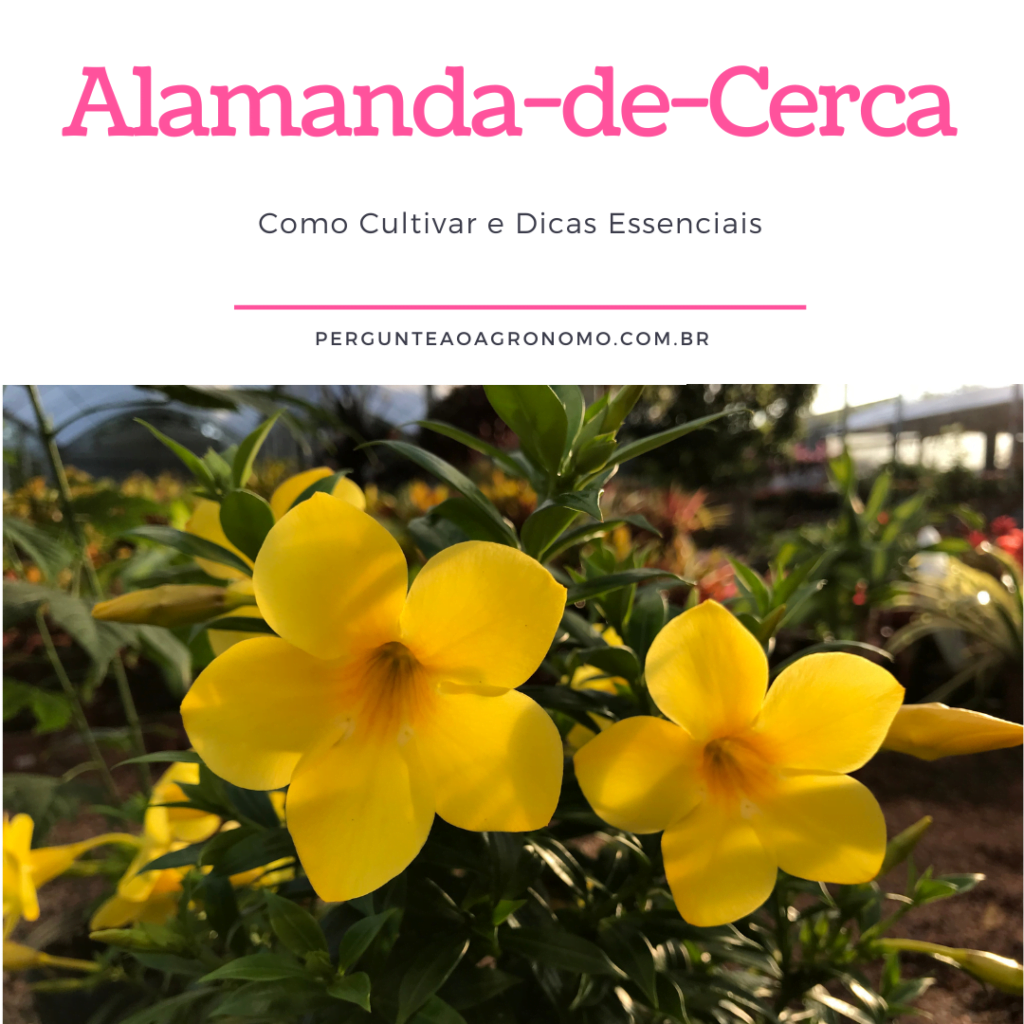 Como Cultivar Alamanda-de-Cerca: Dicas Essenciais