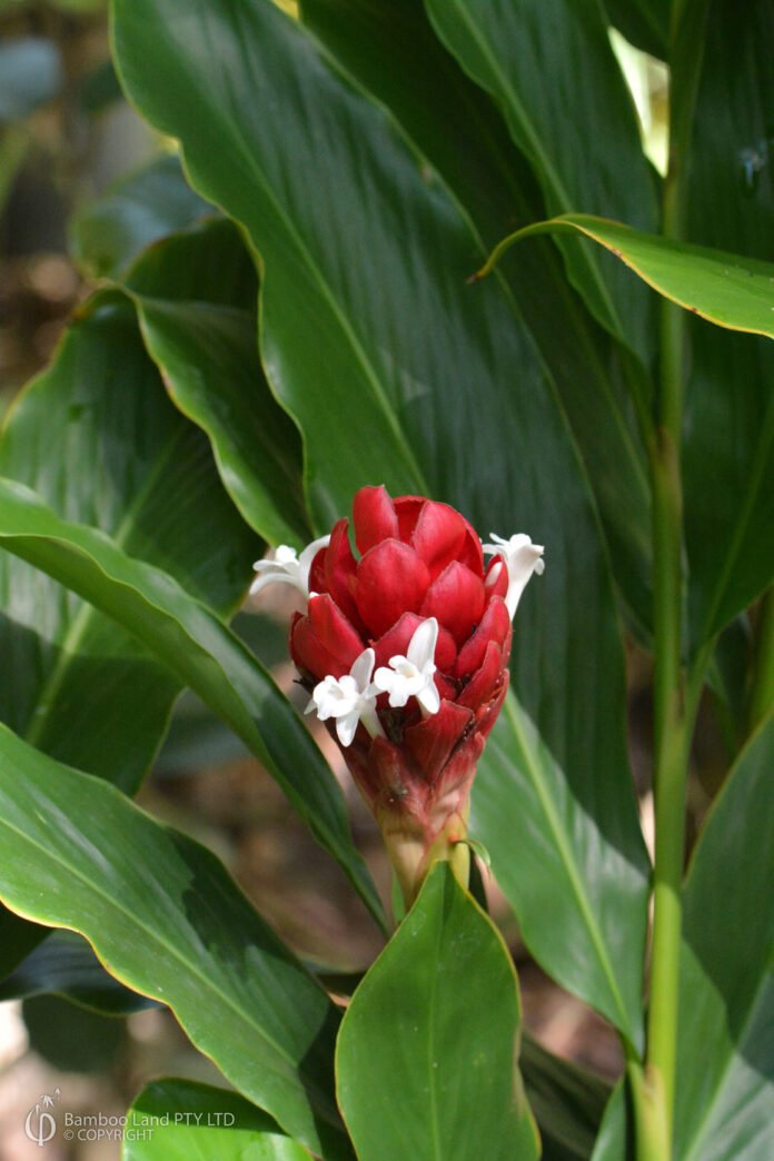 Como Cultivar Alpínia Em Casa: Dicas Práticas!