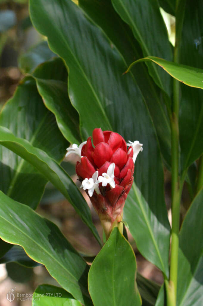 Como Cultivar Alpínia Em Casa: Dicas Práticas!