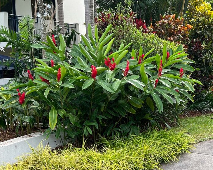 Como Cultivar Alpínia Em Casa: Dicas Práticas!