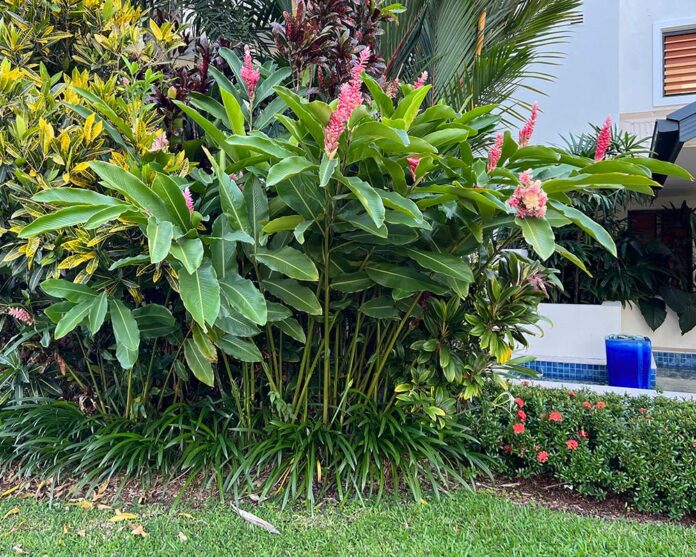 Como Cultivar Alpínia Em Casa: Dicas Práticas!