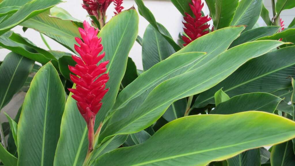 Como Cultivar Alpínia Em Casa: Dicas Práticas!