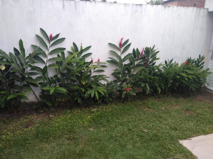 Como Cultivar Alpínia Em Casa: Dicas Práticas!
