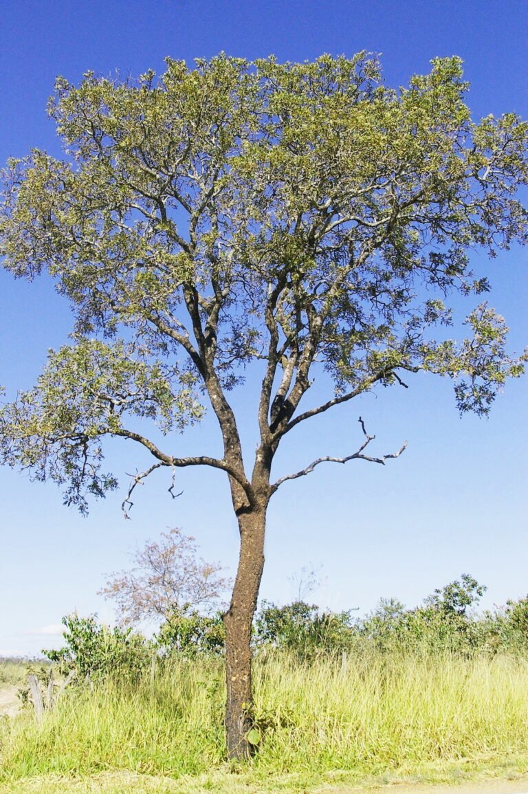 8 Árvores Que Atraem Pássaros No Cerrado