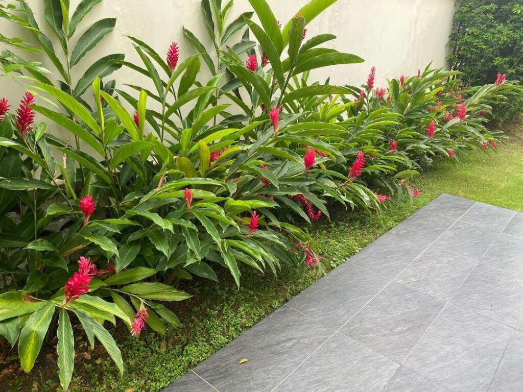 Como Cultivar Alpínia Em Casa: Dicas Práticas!