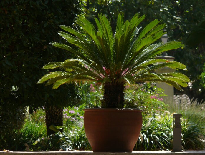 Cica: Guia Completo Para Cultivar E Cuidar Da Planta