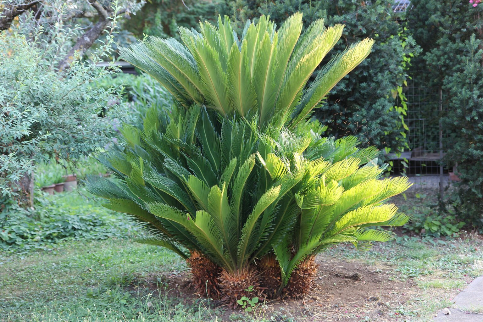 Cica: Guia Completo Para Cultivar E Cuidar Da Planta