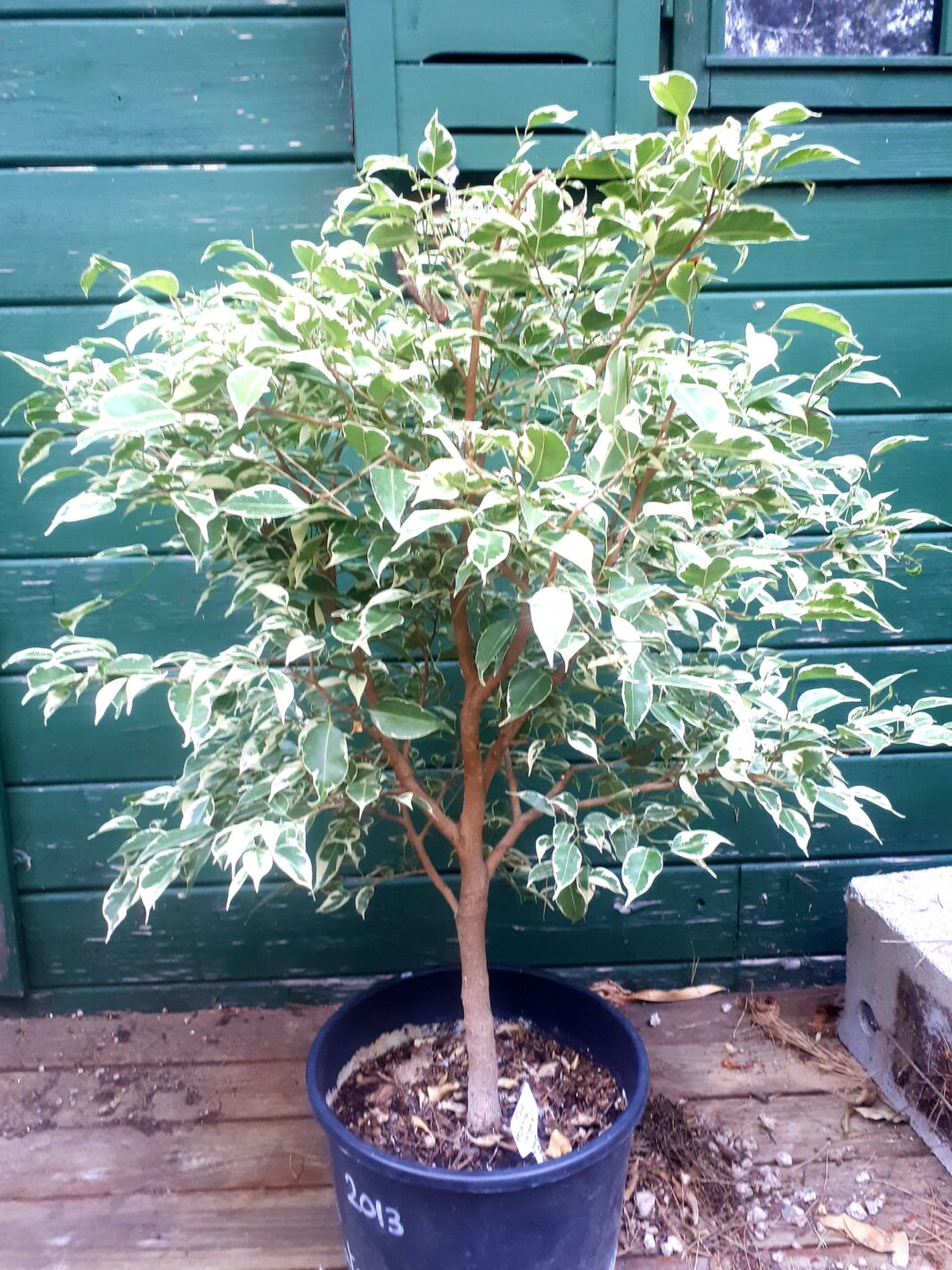 Ficus Benjamina: A Planta Ideal Para Quem Quer Praticidade