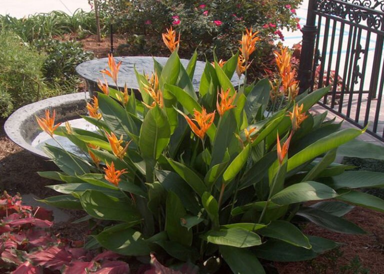 Heliconia Psittacorum: Flores Exóticas Em Casa