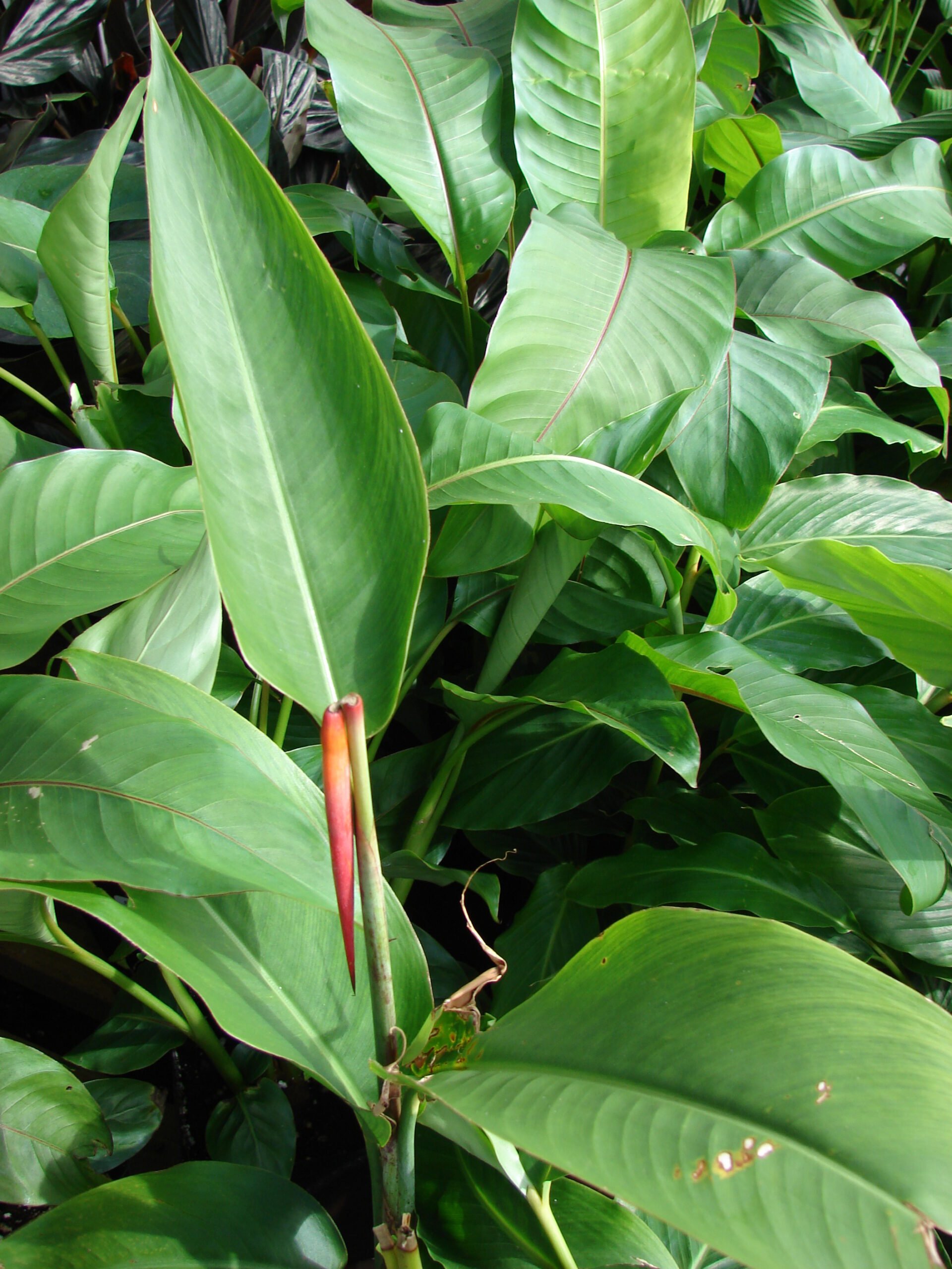 Heliconia Psittacorum: Flores Exóticas Em Casa