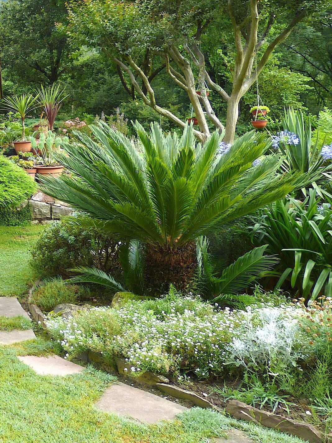 Cica: Guia Completo Para Cultivar E Cuidar Da Planta